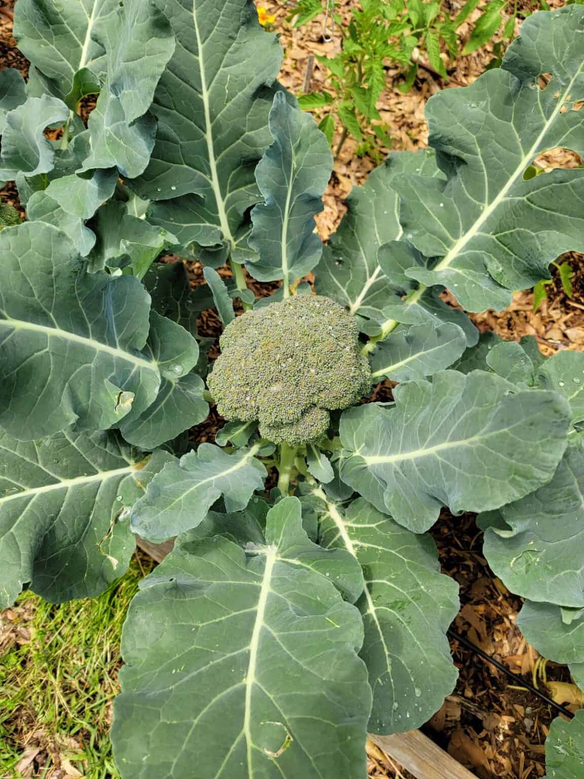 Growing Broccoli - Simply Scratch Made